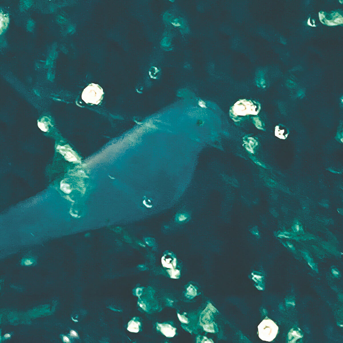 Doug Wieselman :: WA-Zoh - Aquarium Drunkard